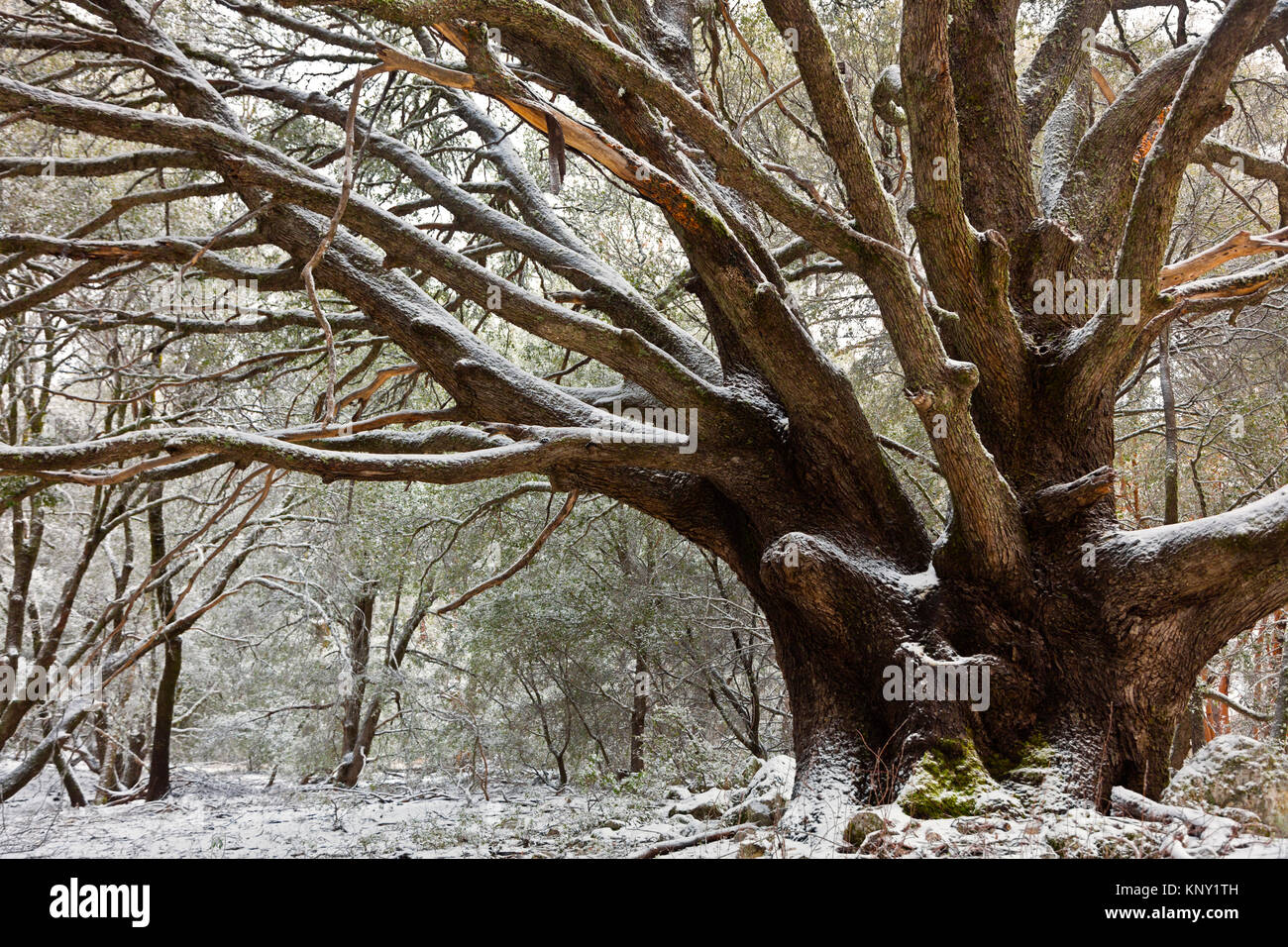 A snow covered tree on CHEWS RIDGE in LOS PADRES NATIONAL FOREST ...