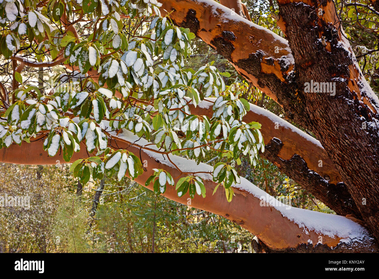 A snow covered MADRONE TREE on CHEWS RIDGE in LOS PADRES NATIONAL ...