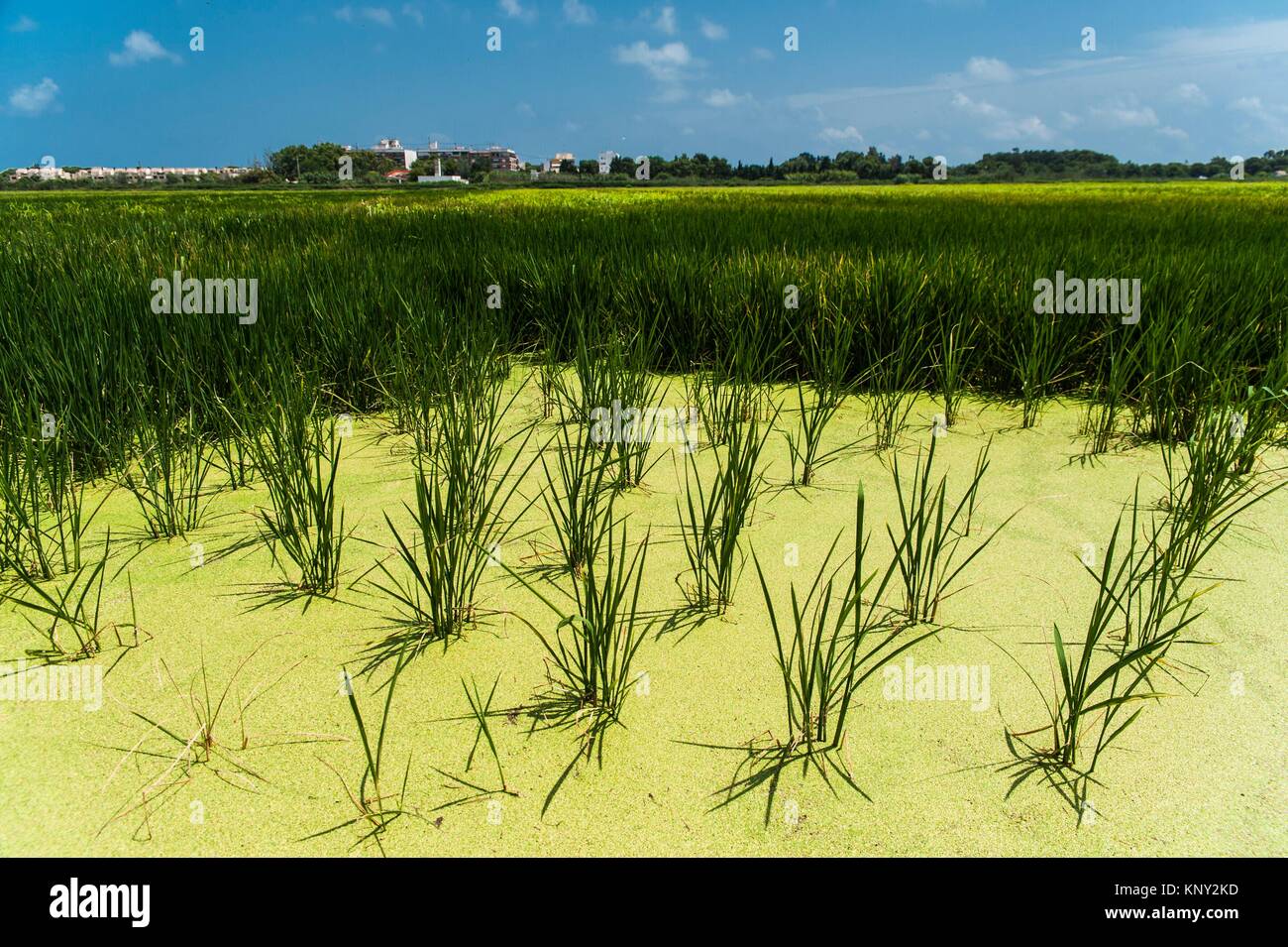 Valencia Rice Field High Resolution Stock Photography and Images - Alamy