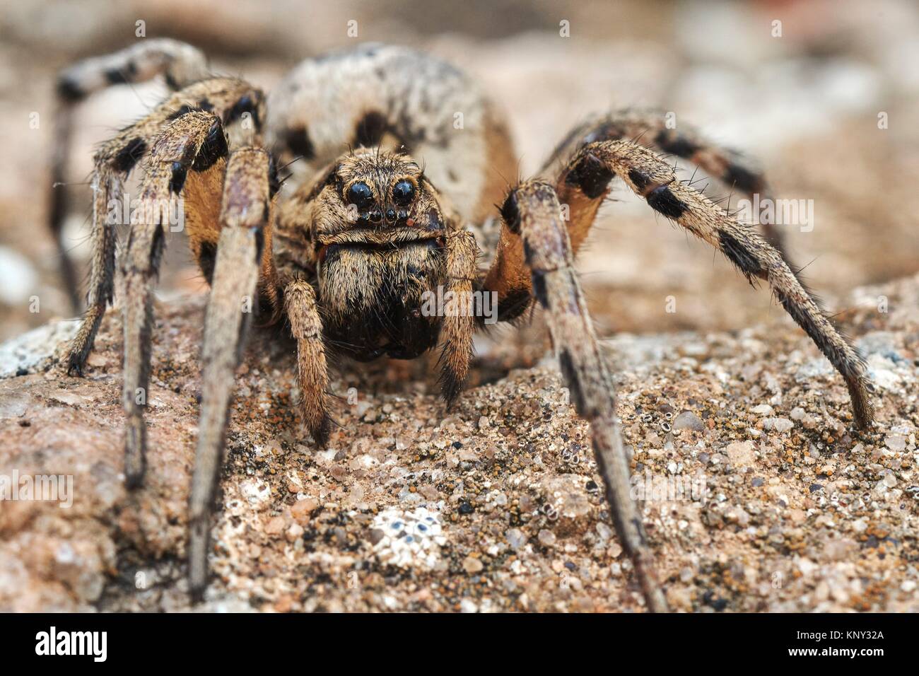 Arana lobo hi-res stock photography and images - Alamy