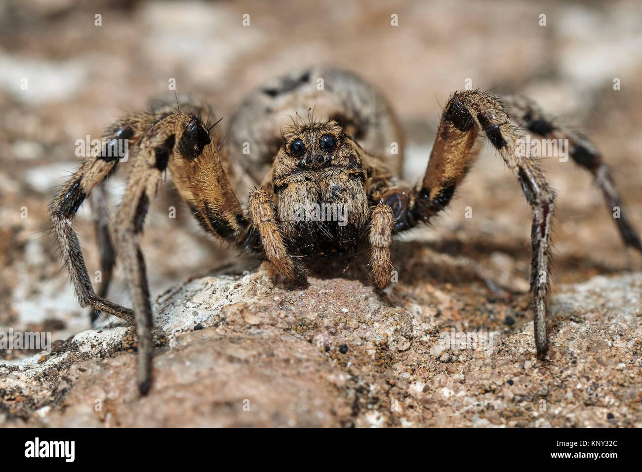 Tarentula hi-res stock photography and images - Alamy