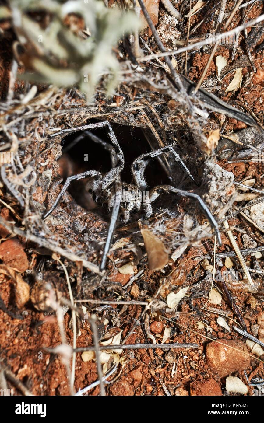 Araña Lobo, Wolf Spider ( Lycosa tarentula fasciventris ), Benalmadena ...