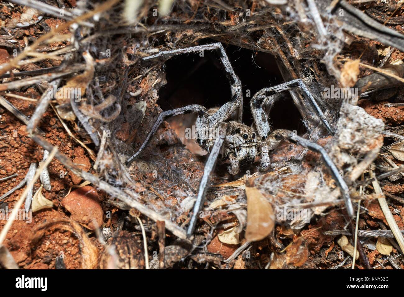 Lycosa tarentula hi-res stock photography and images - Alamy