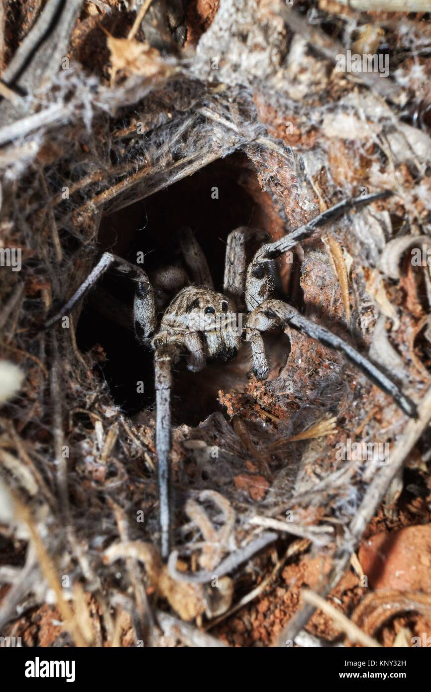 Tarentula hi-res stock photography and images - Alamy
