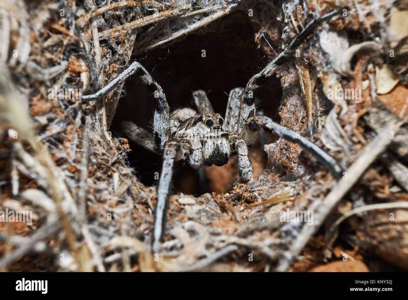 Lycosa tarentula hi-res stock photography and images - Alamy