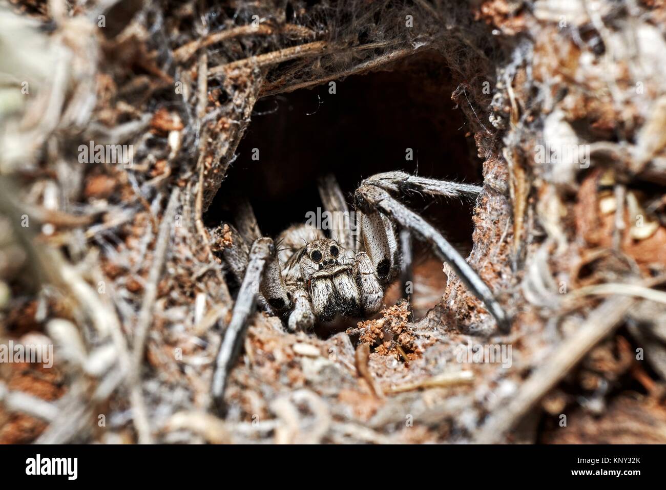 Lycosa tarentula hi-res stock photography and images - Alamy