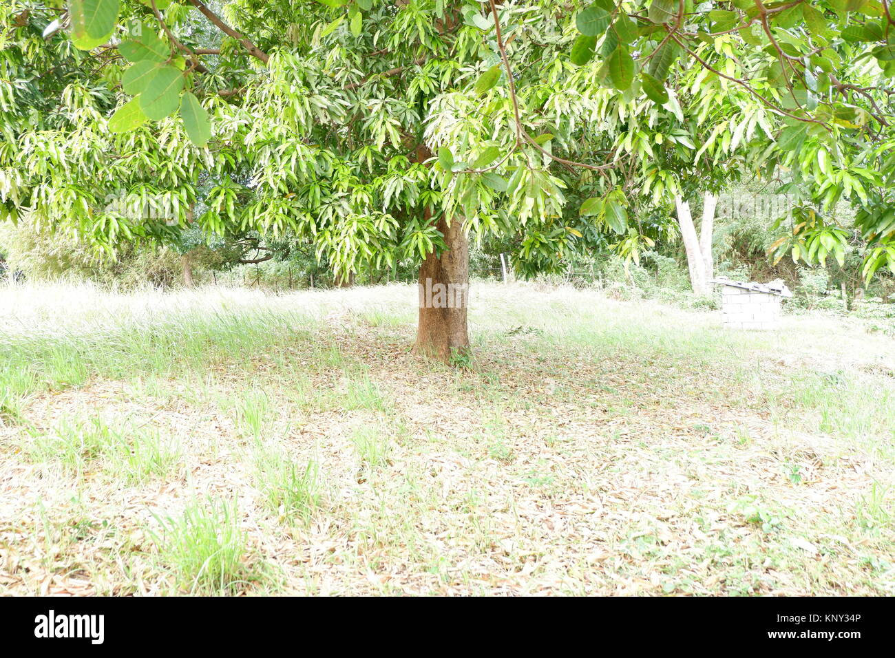Amazing filtered background of a forest Stock Photo - Alamy