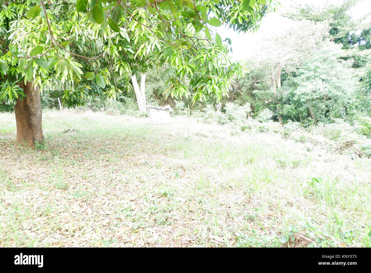 Amazing filtered background of a forest Stock Photo - Alamy