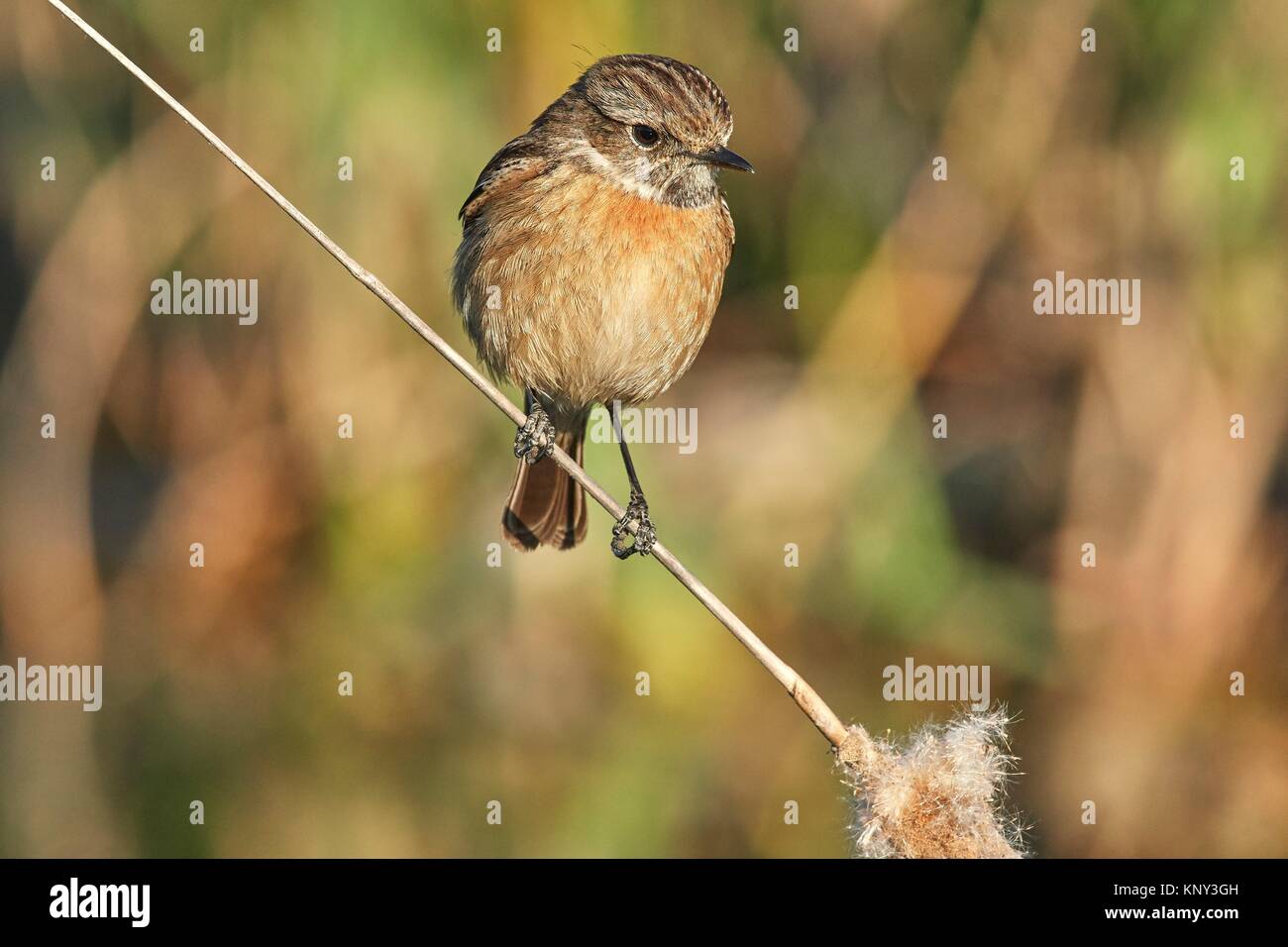 Female african stonechat hi-res stock photography and images - Alamy