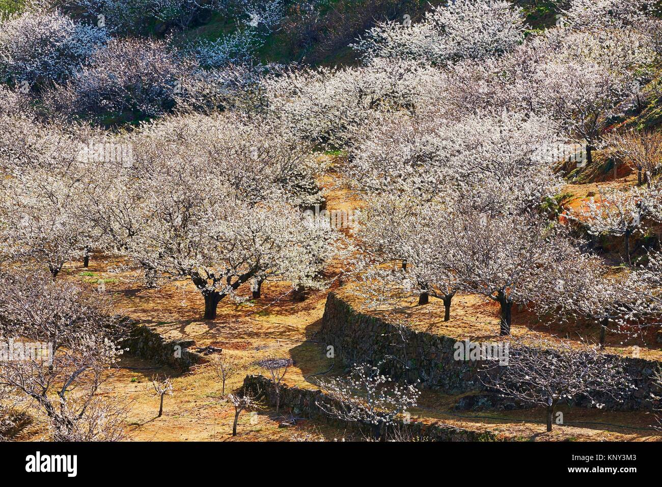 Jerte valley spain cherry blossom hi-res stock photography and images ...