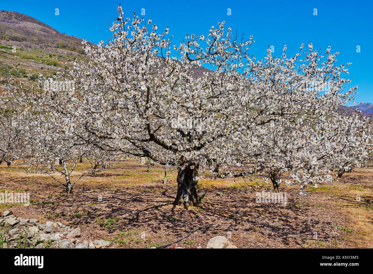 Spain cherry blossom hi-res stock photography and images - Alamy