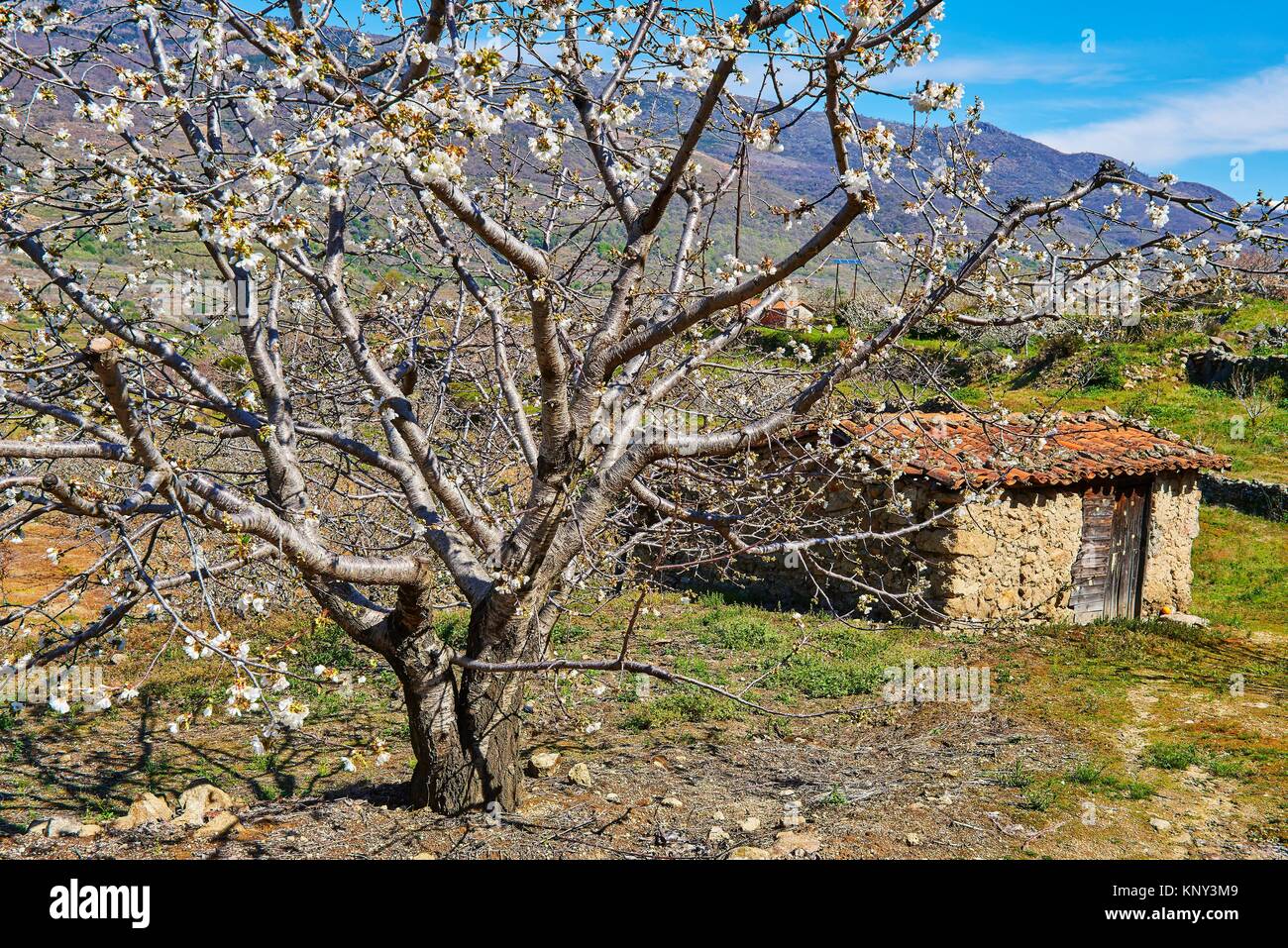 Cherry blossom in the jerte valley hi-res stock photography and images ...