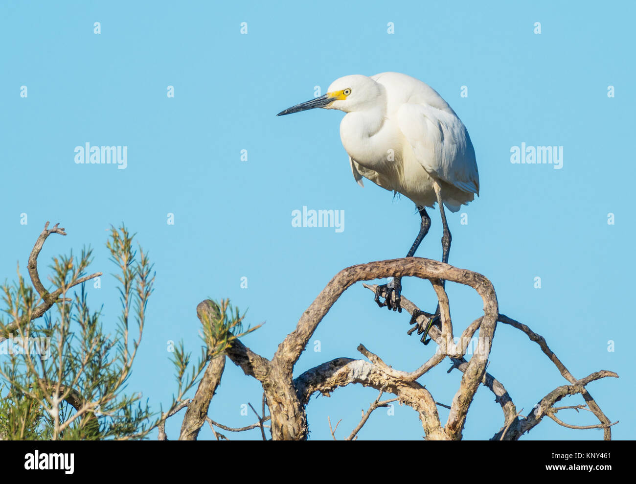 A Little Egret perched on a tree at Herdsman Lake in Perth, Western ...