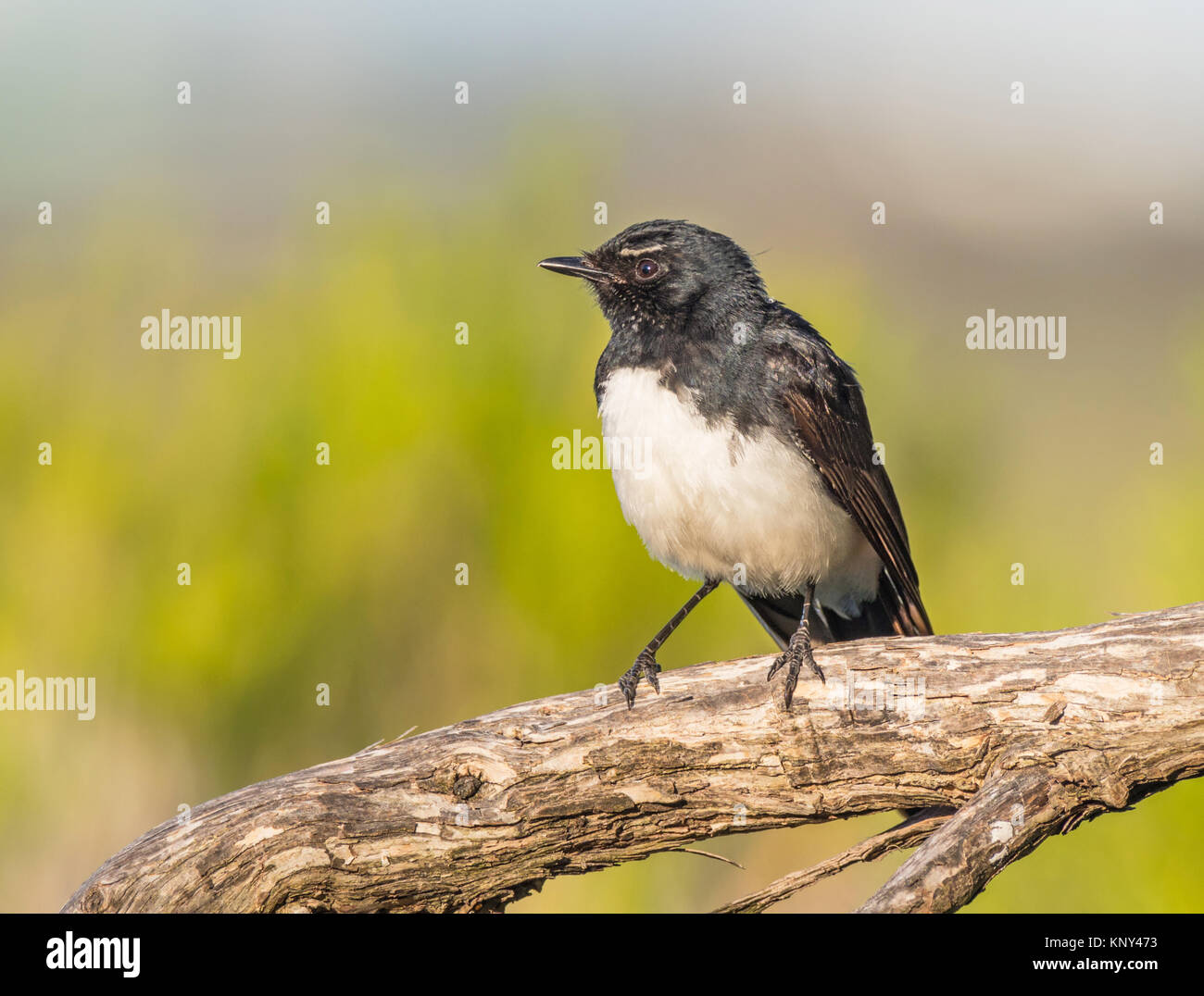 A Willie Wagtail (Rhipidura leucophrys), one of Australia's most ...