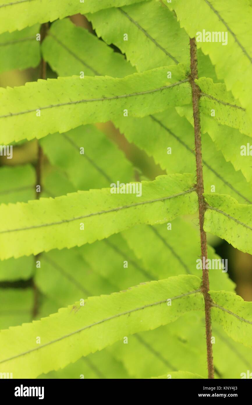 Ferns backgrounds hi-res stock photography and images - Alamy