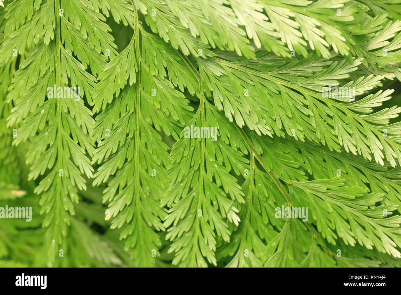 Ferns backgrounds hi-res stock photography and images - Alamy