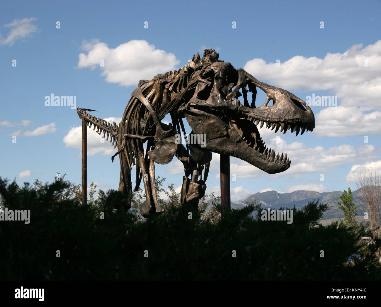 T rex tyrannosaurus rex hi-res stock photography and images - Alamy