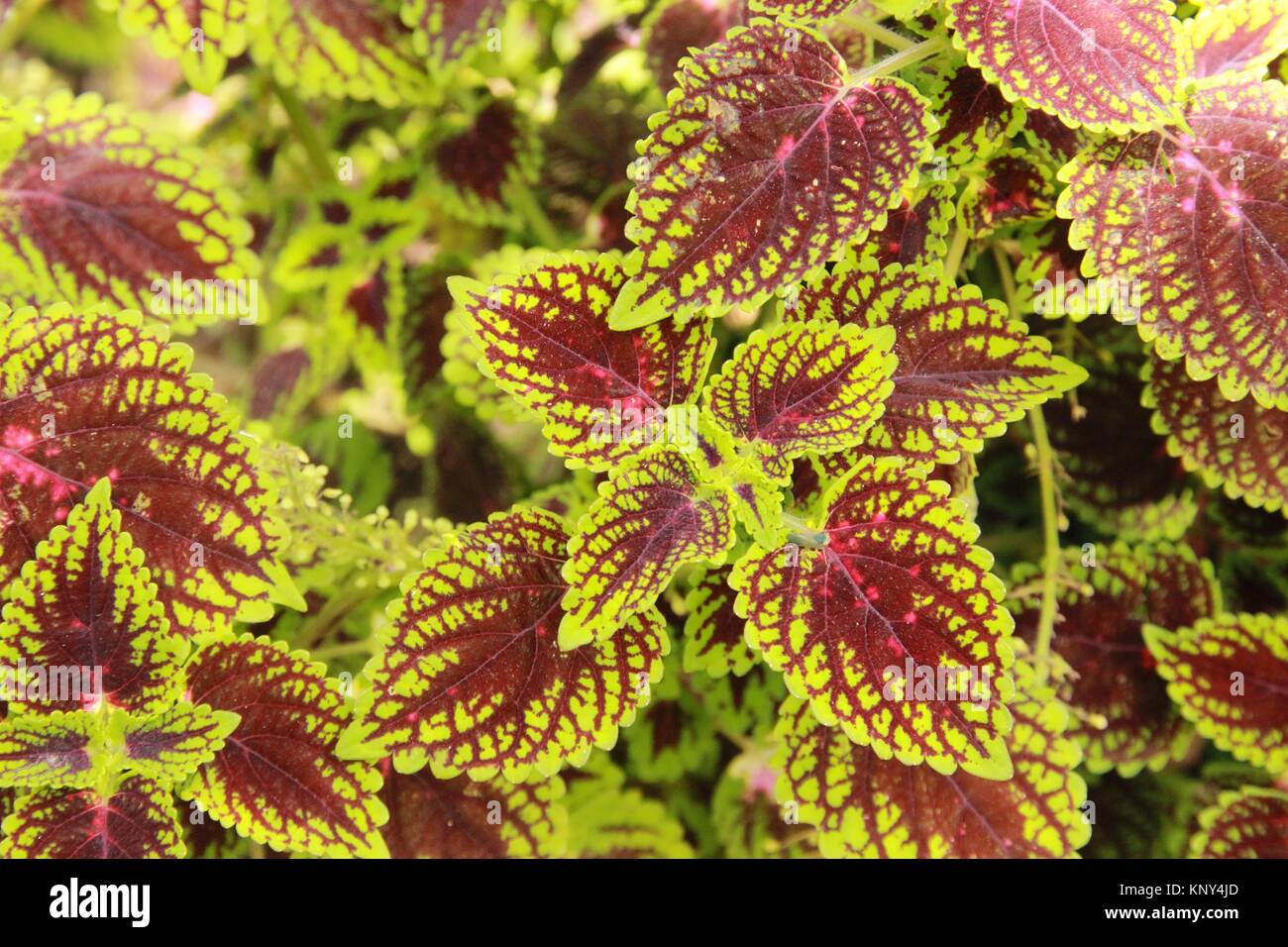 Colorful leaf patterns hi-res stock photography and images - Alamy