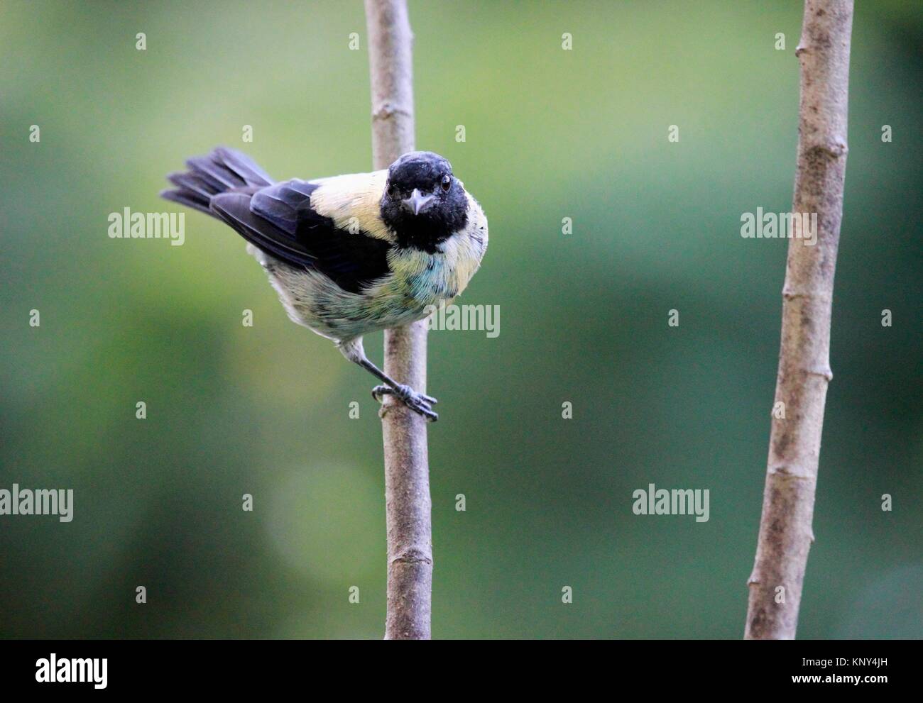Restorative drink hi-res stock photography and images - Alamy