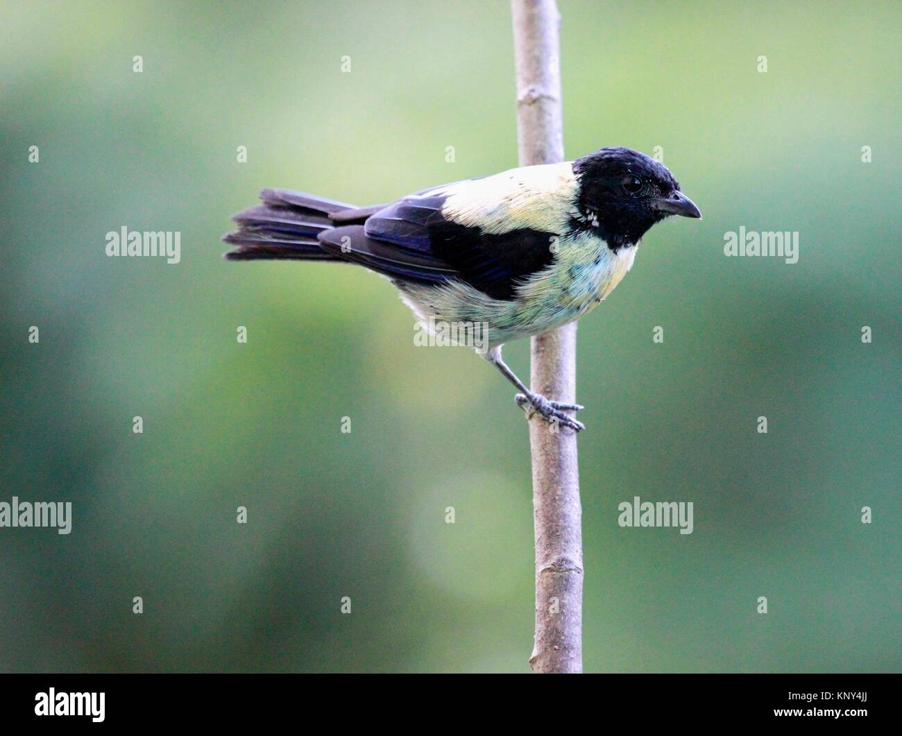 Restorative drink hi-res stock photography and images - Alamy