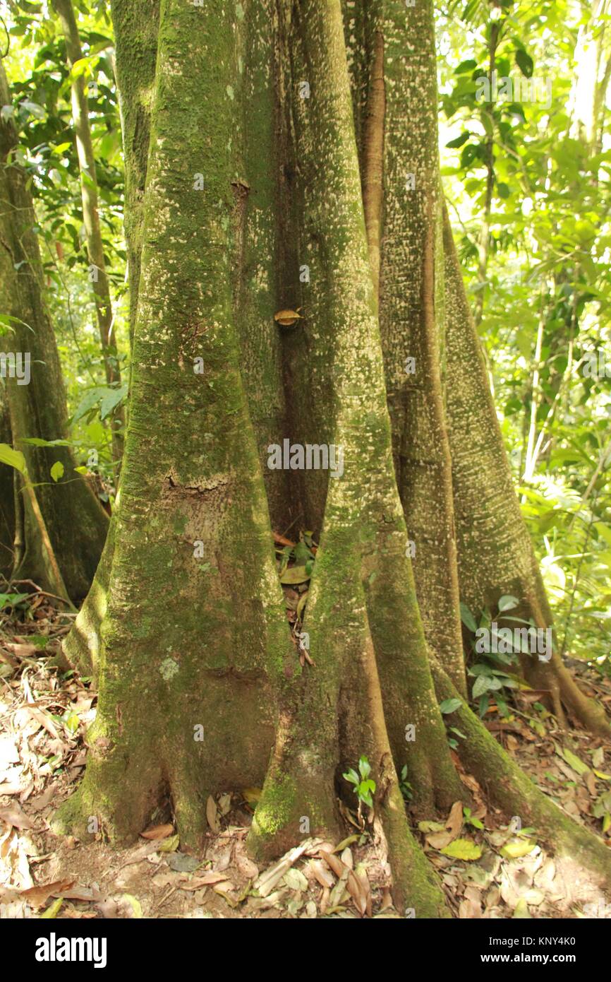 Plant diversity in rainforest hi-res stock photography and images - Alamy