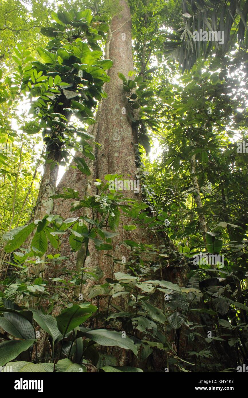 The tallest tree hi-res stock photography and images - Alamy