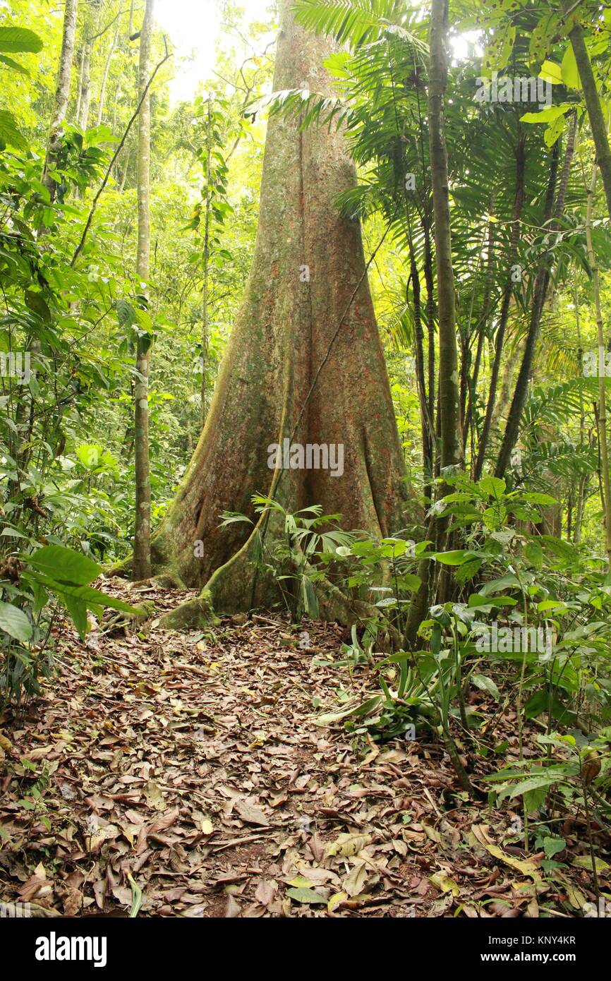 Temperate rain forest venezuela hi-res stock photography and images - Alamy