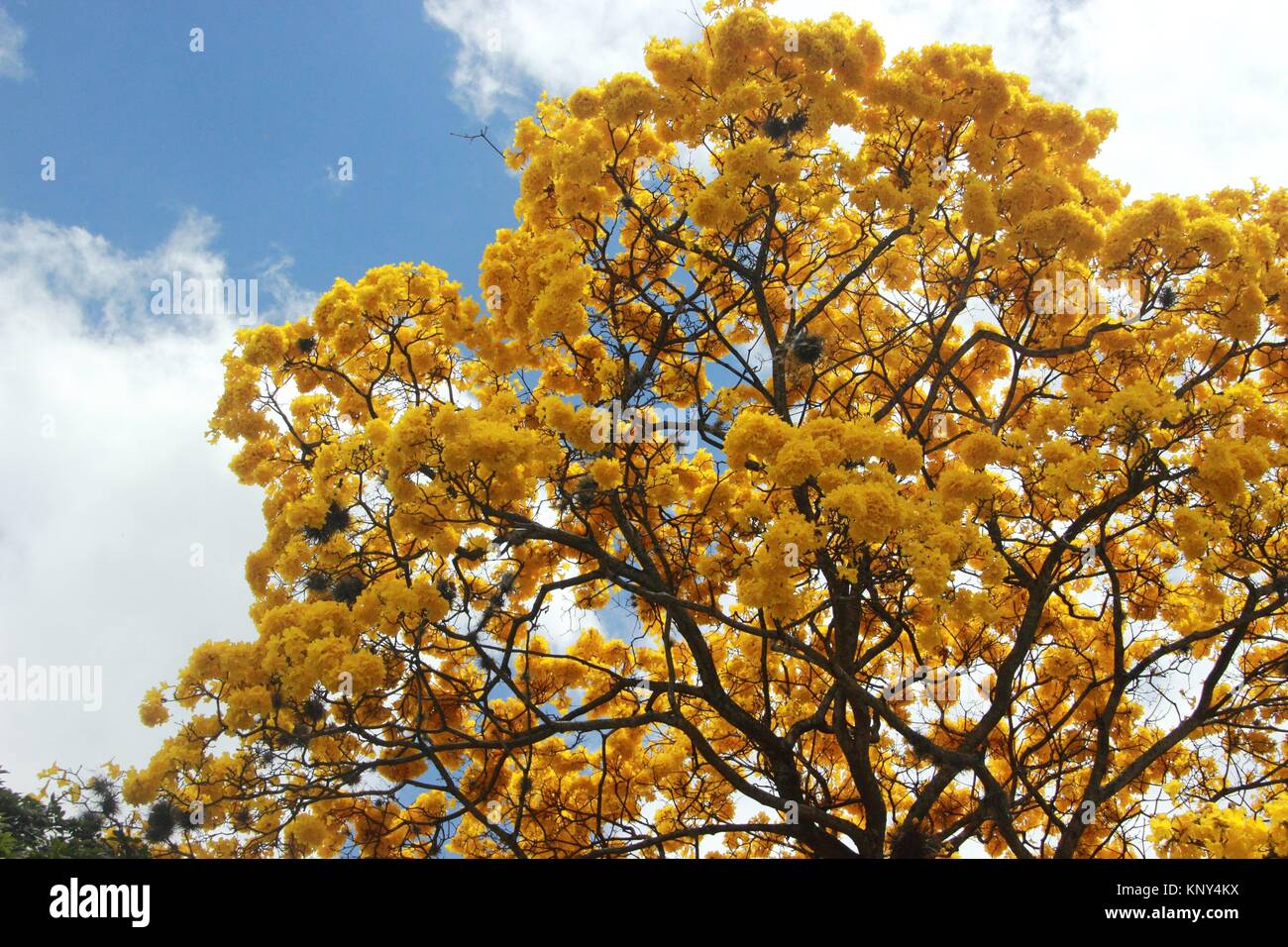 Tabebuia Chrysantha High Resolution Stock Photography and Images - Alamy