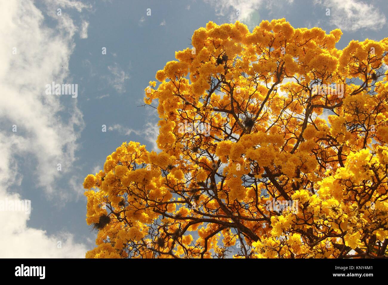 Restorative power hi-res stock photography and images - Alamy