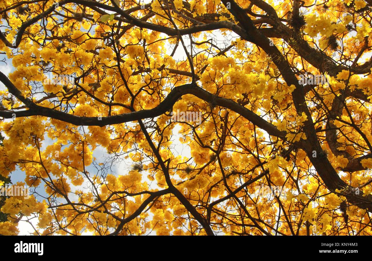 Restorative nature hi-res stock photography and images - Alamy