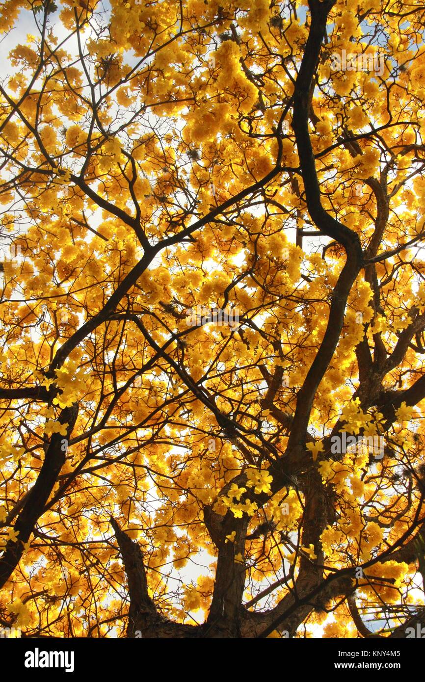 Restorative power hi-res stock photography and images - Alamy