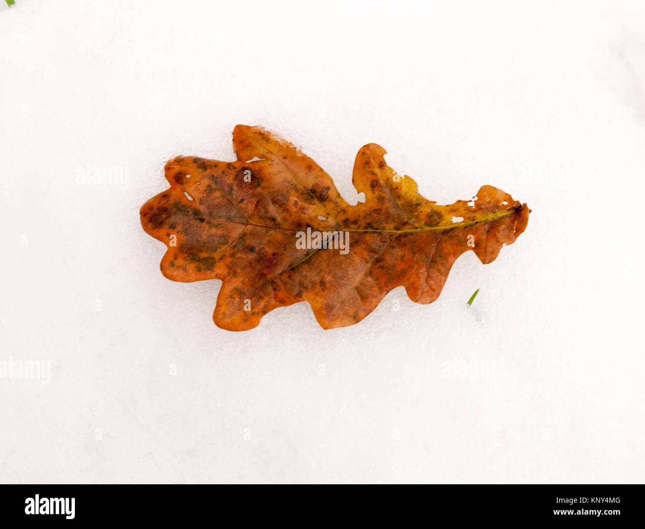 single brown close up fallen oak leaf whole on white snow background ...