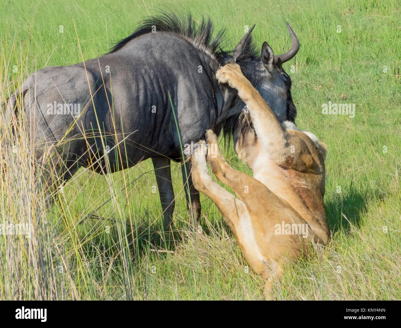Lion Killing High Resolution Stock Photography and Images - Alamy