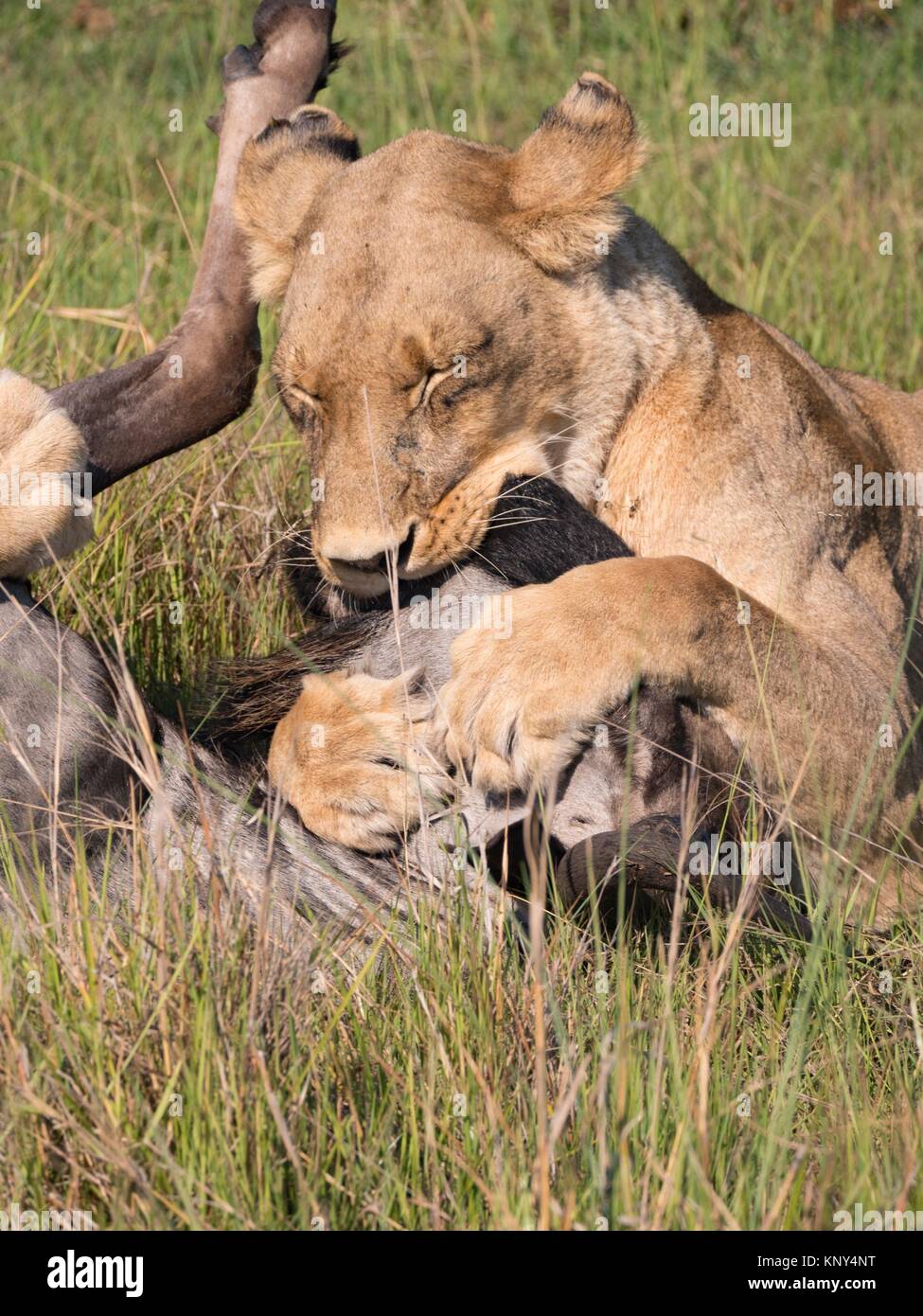 Lion killing lion hi-res stock photography and images - Alamy