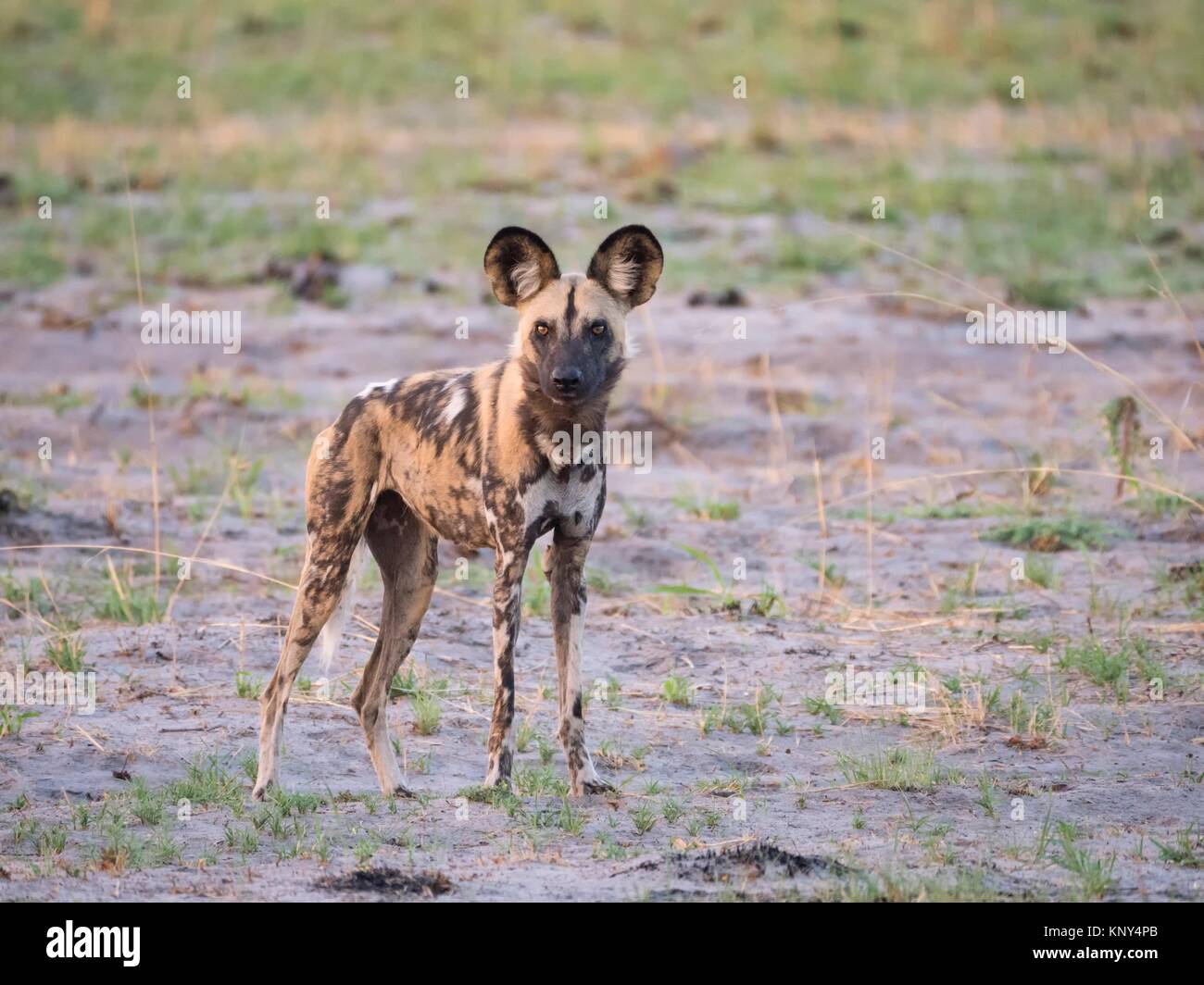 Dog vacation holiday hi-res stock photography and images - Alamy
