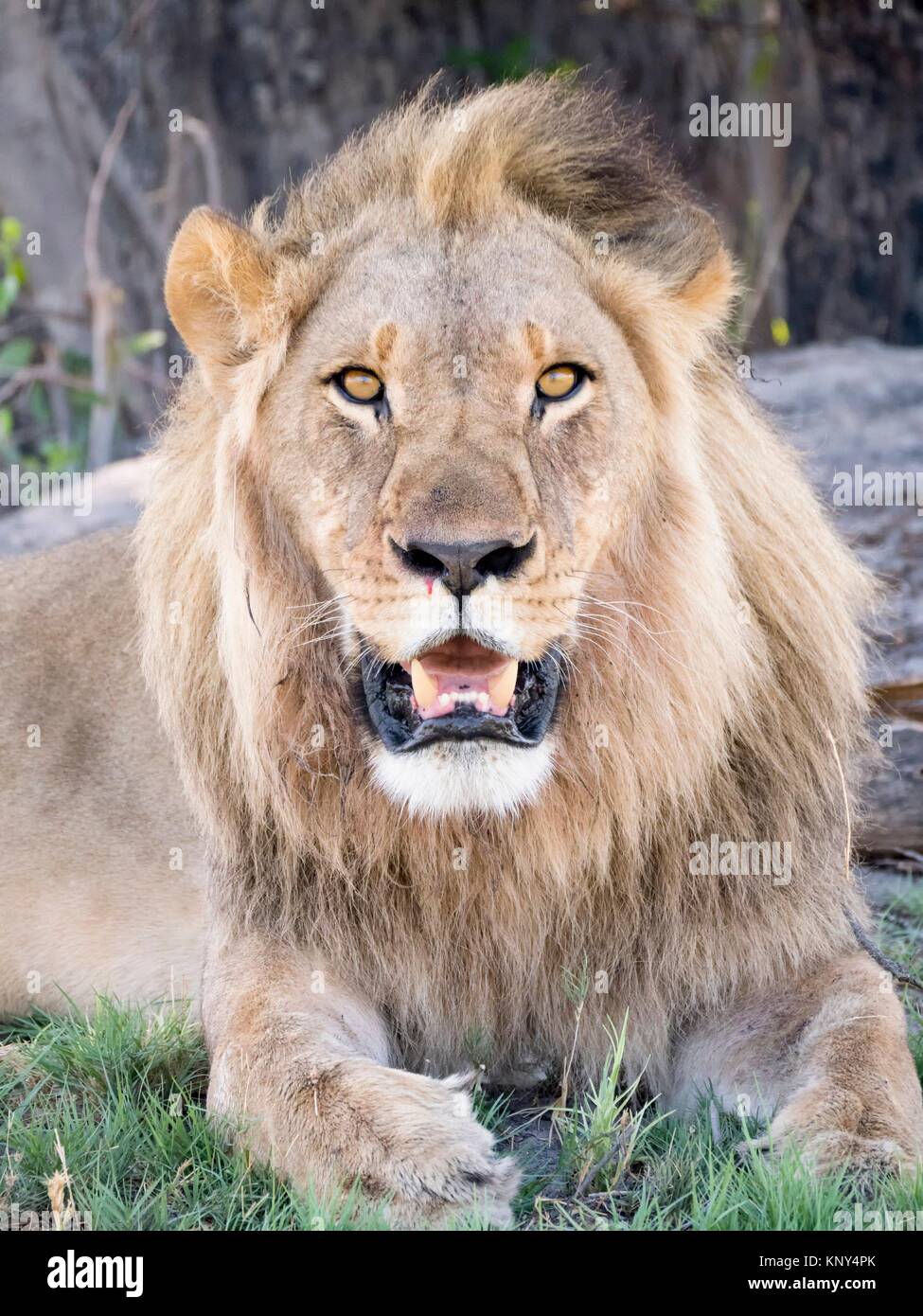 Male lion botswana hi-res stock photography and images - Alamy