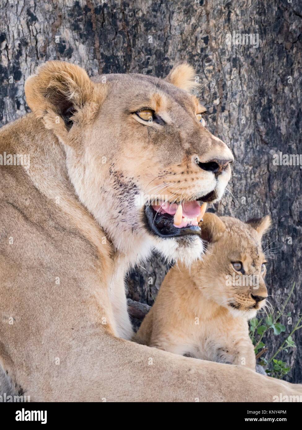 Female lion cub hi-res stock photography and images - Alamy