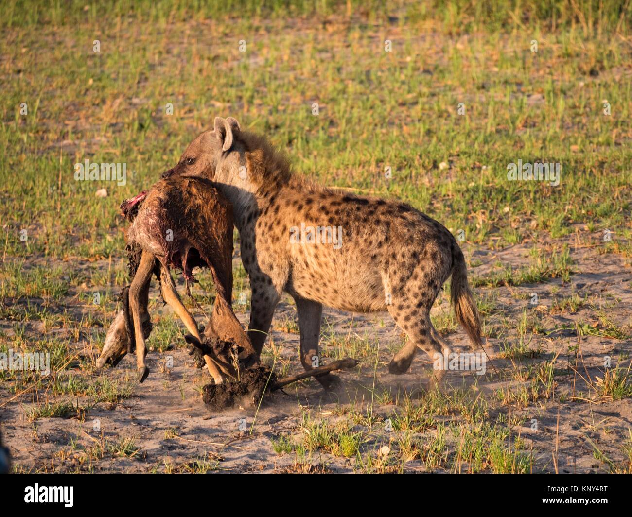 Hyena kill hi-res stock photography and images - Alamy