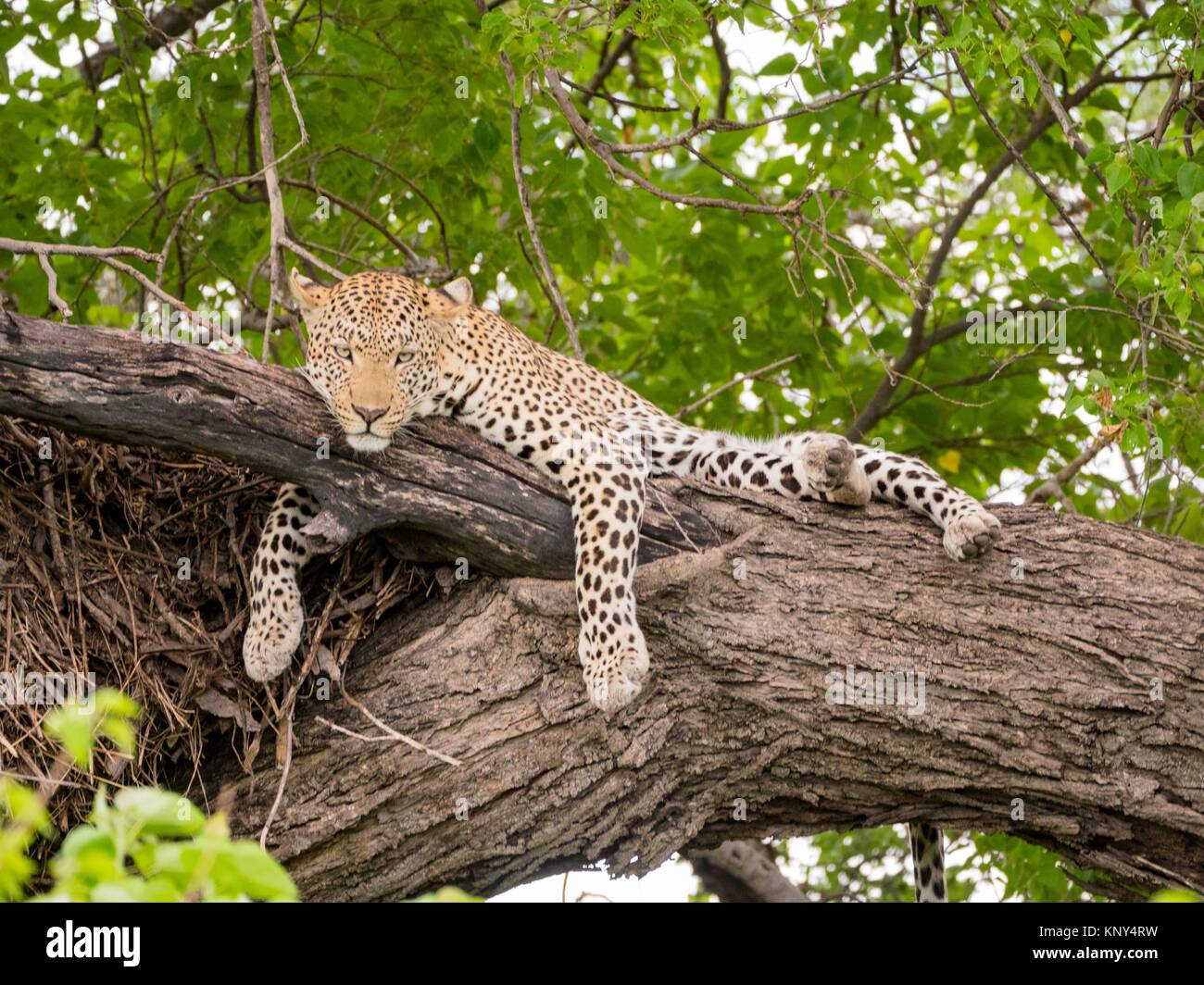 Leopard plant hi-res stock photography and images - Alamy