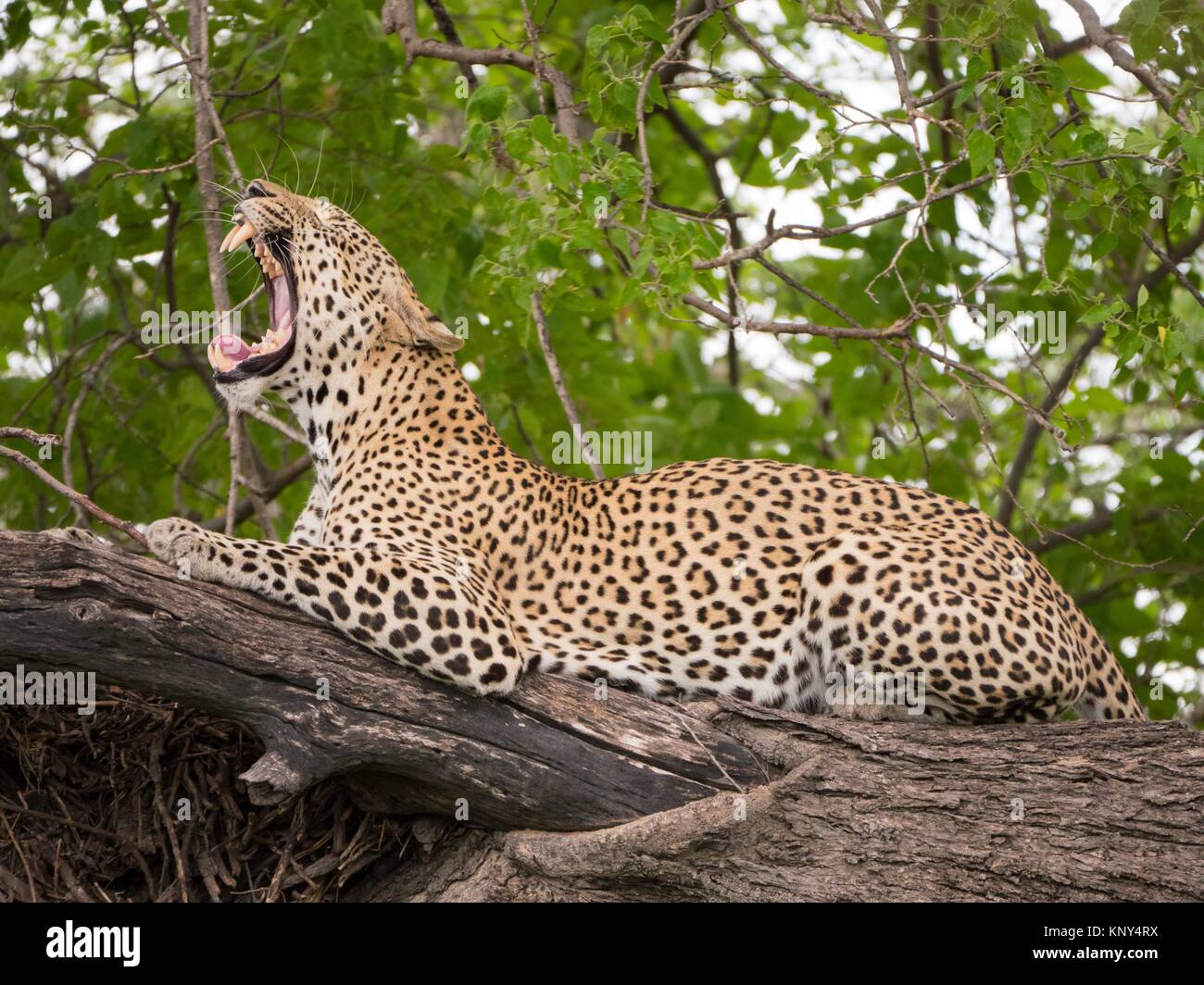 Botswana Leopard Tree High Resolution Stock Photography and Images - Alamy