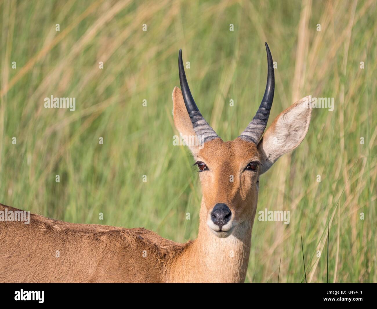 Reedbuck botswana hi-res stock photography and images - Alamy