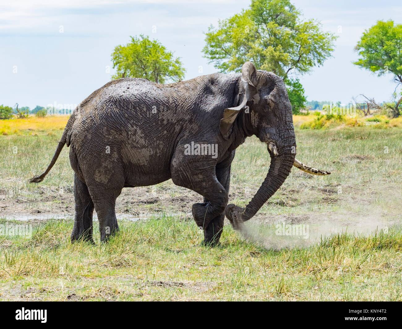 Dust elephant hi-res stock photography and images - Alamy