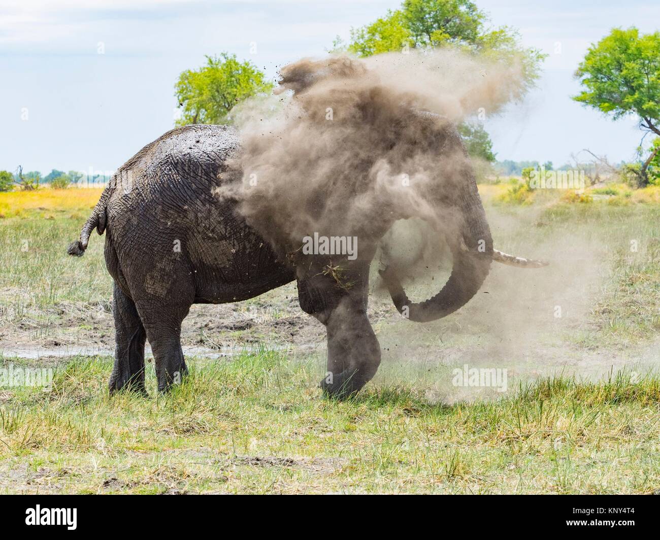 Animal dust bath hi-res stock photography and images - Alamy