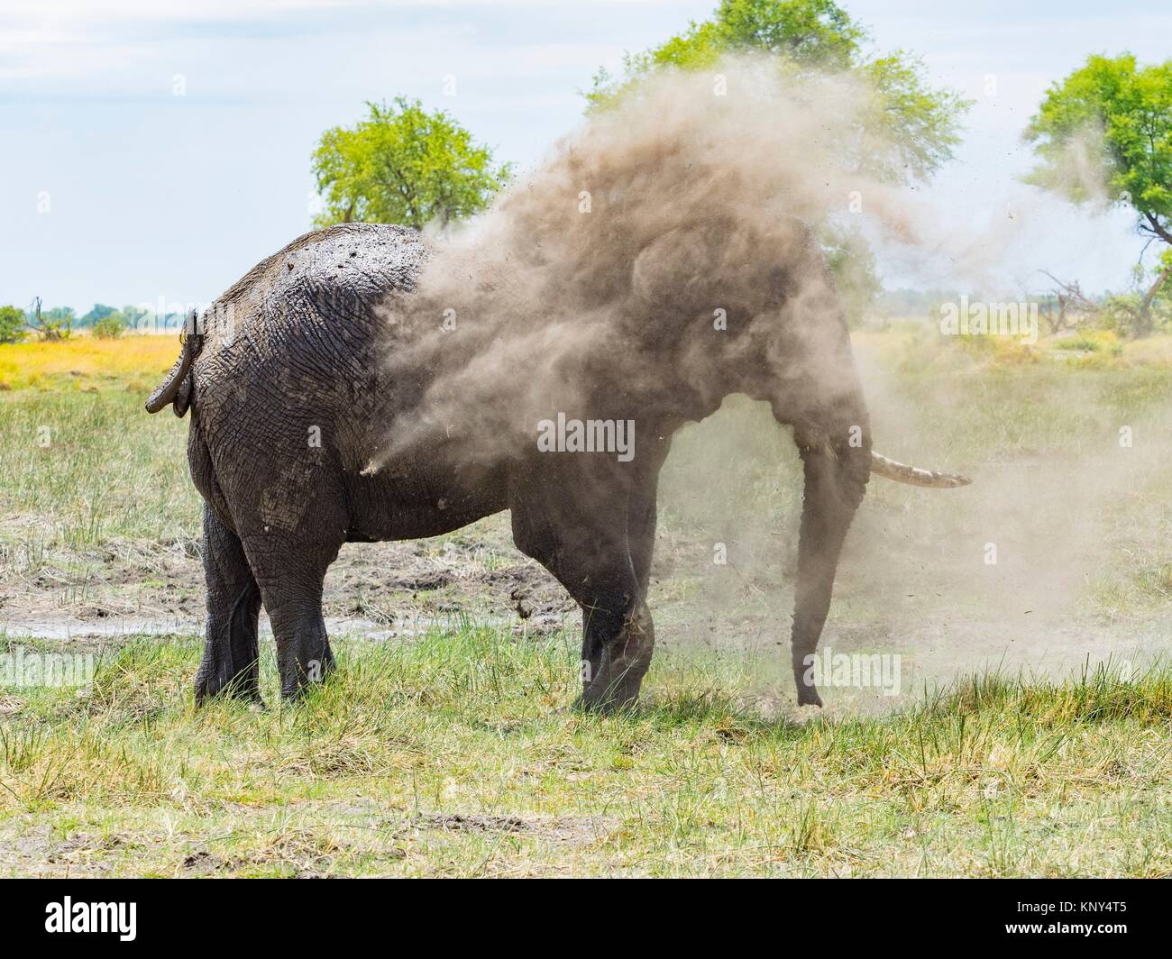 Dust elephant hi-res stock photography and images - Alamy