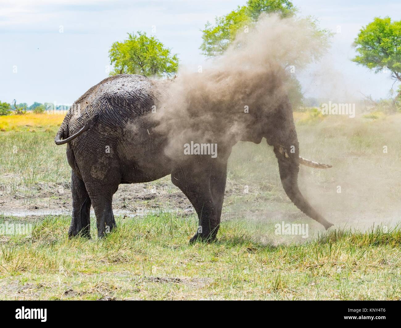 Botswana. Elephant Dust Bath Stock Photo - Alamy