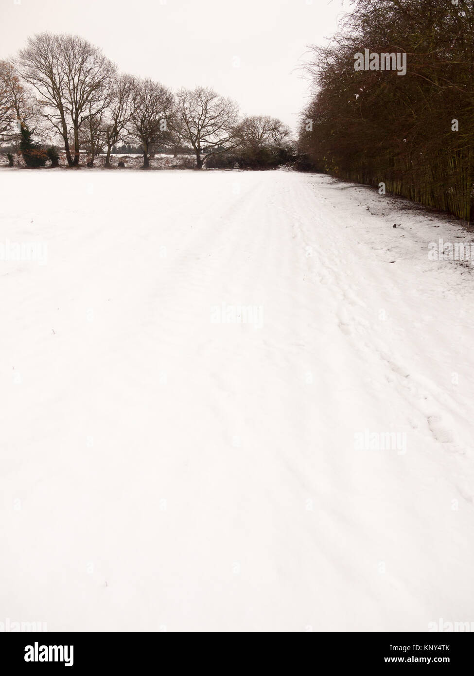 landscape field covered in snow with white sky winter trees branches ...