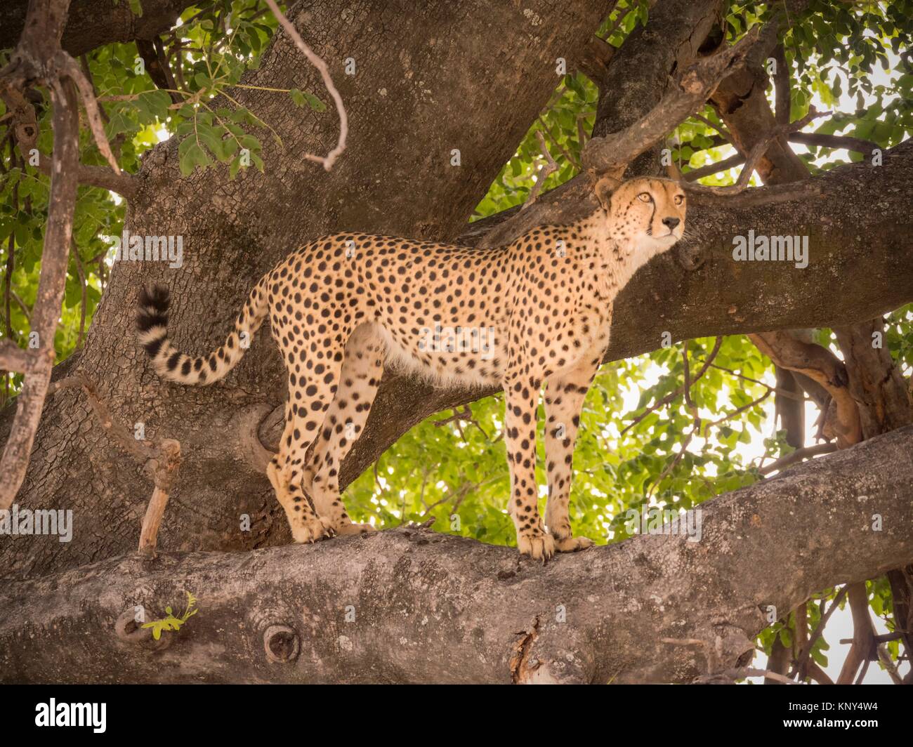 Cheetah in the tree hi-res stock photography and images - Alamy