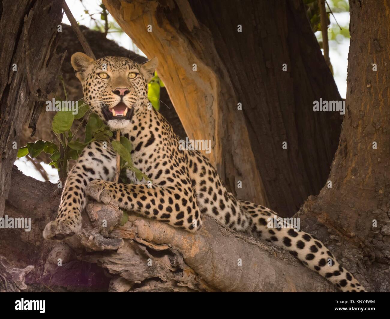 Botswana leopard tree hi-res stock photography and images - Alamy