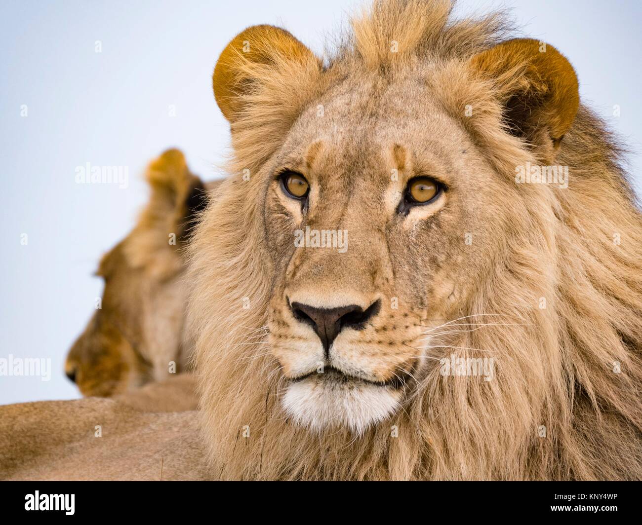 Couple lion hi-res stock photography and images - Alamy