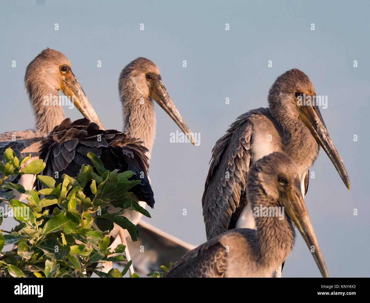 Safari stork hi-res stock photography and images - Alamy